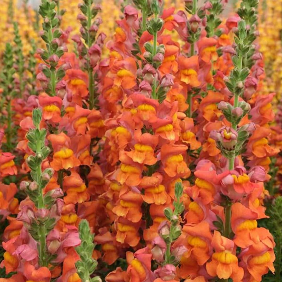 Potomac Dark Orange F1 Snapdragon Seeds, Open Pollinated, Non-gmo ...
