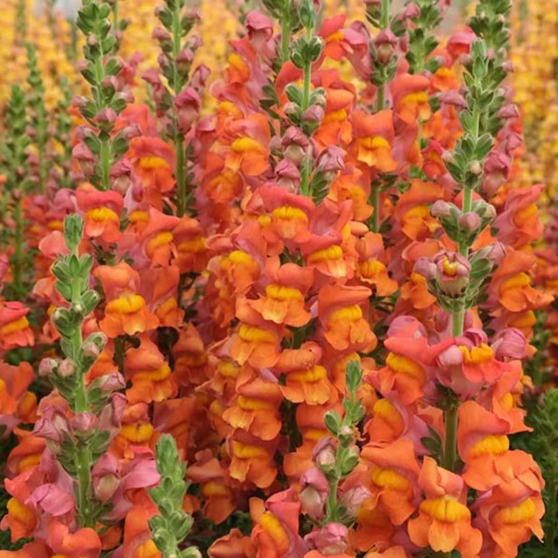Orange Snapdragon