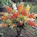 Chantilly™ Mix F1 Snapdragon Seeds, 50 Count Open-faced Snapdragons - Etsy