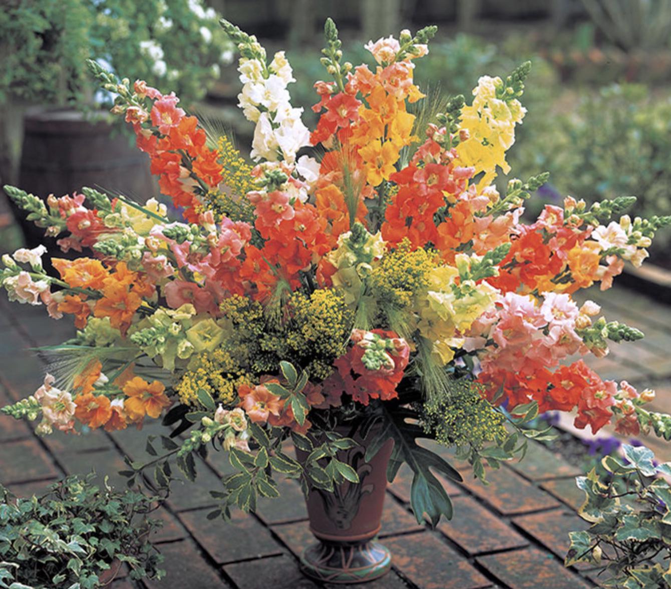Chantilly™ Mix F1 Snapdragon Seeds, 50 Count Open-faced Snapdragons - Etsy