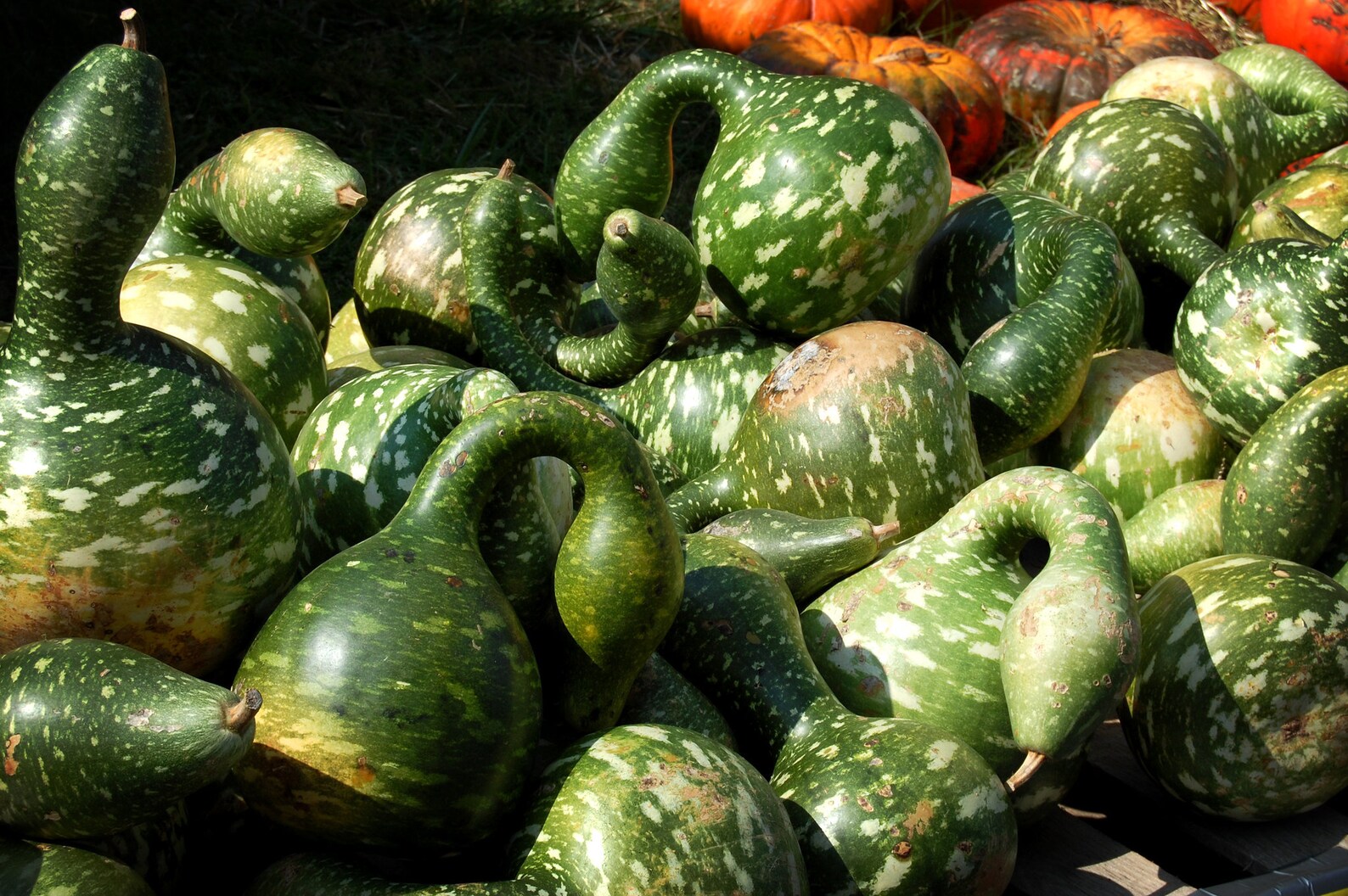 Speckled Swan Gourd Seeds Bottle Gourds Ornamental Gourds - Etsy