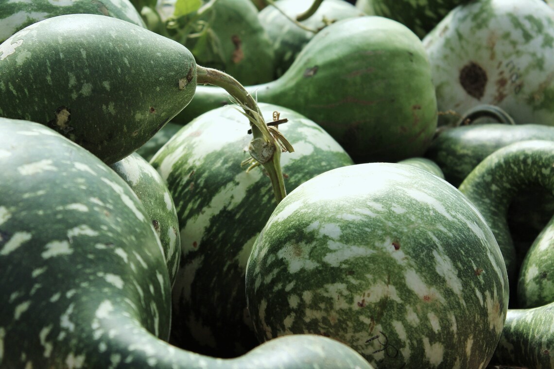 Speckled Swan Gourd Seeds Bottle Gourds Ornamental Gourds | Etsy