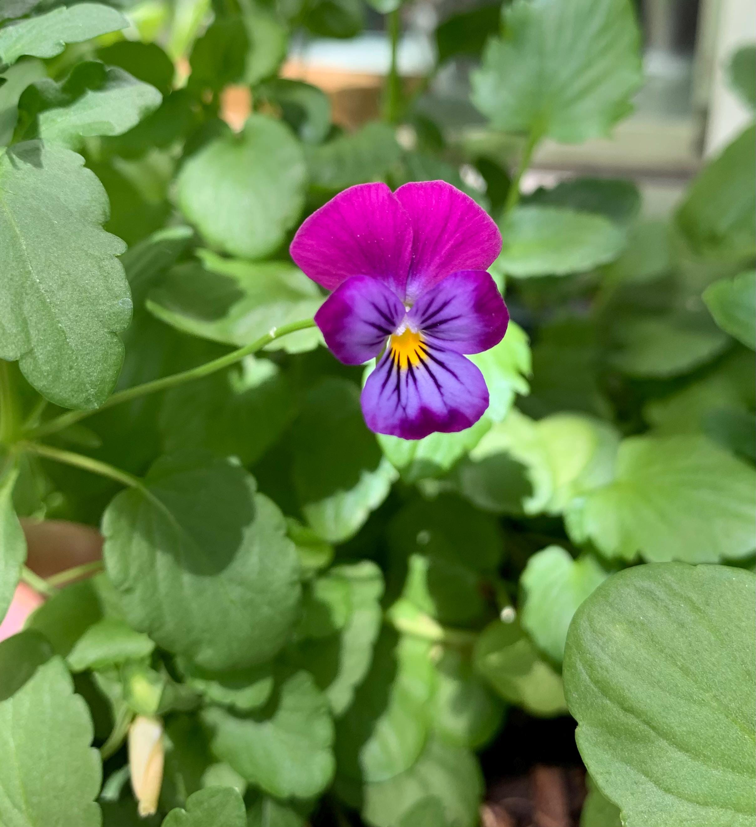 Viola 'king Henry' Seeds, Non-gmo, Viola Cornuta - Etsy