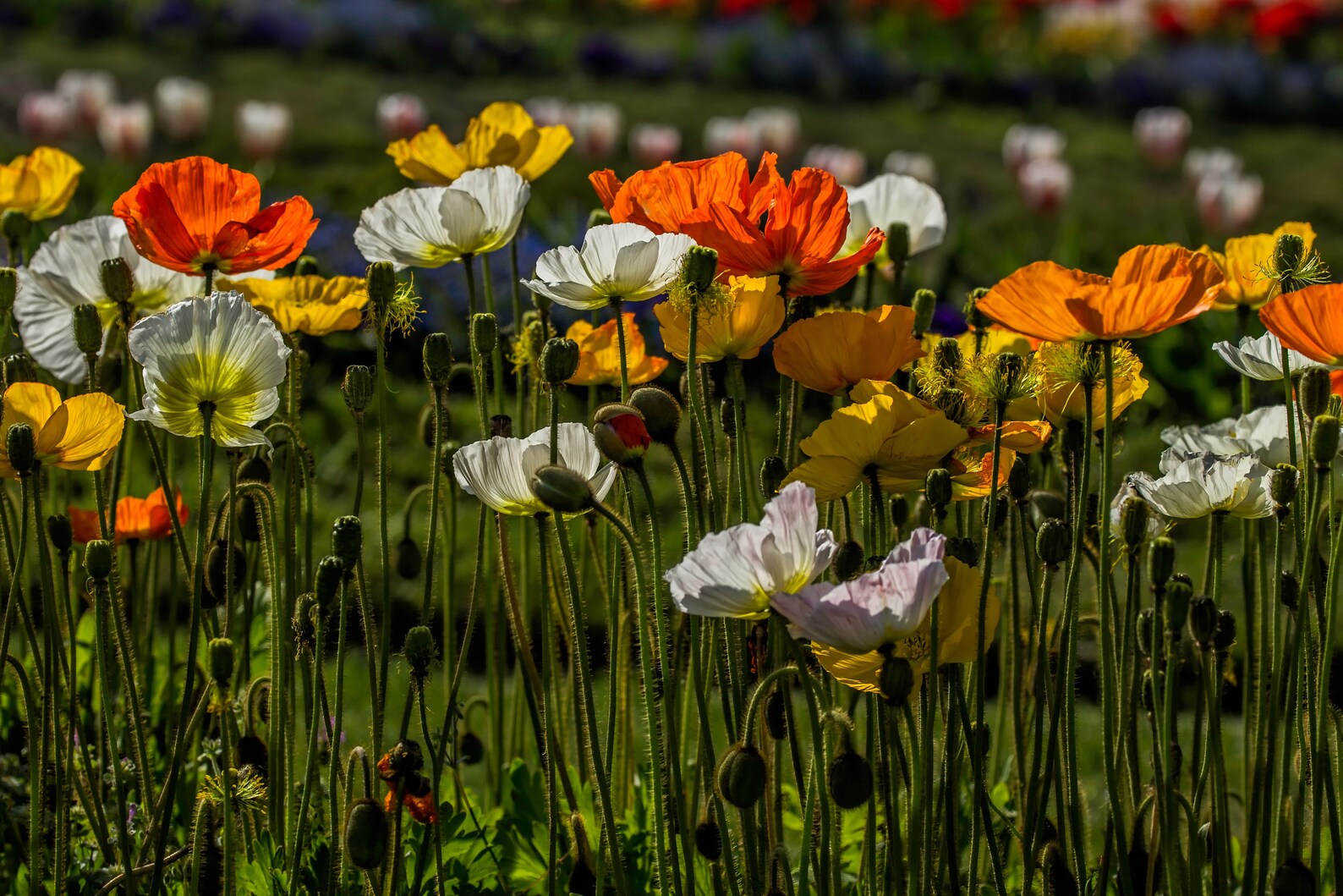 Iceland Poppy Seeds Mixed Color Iceland Poppies 2000 Seeds - Etsy