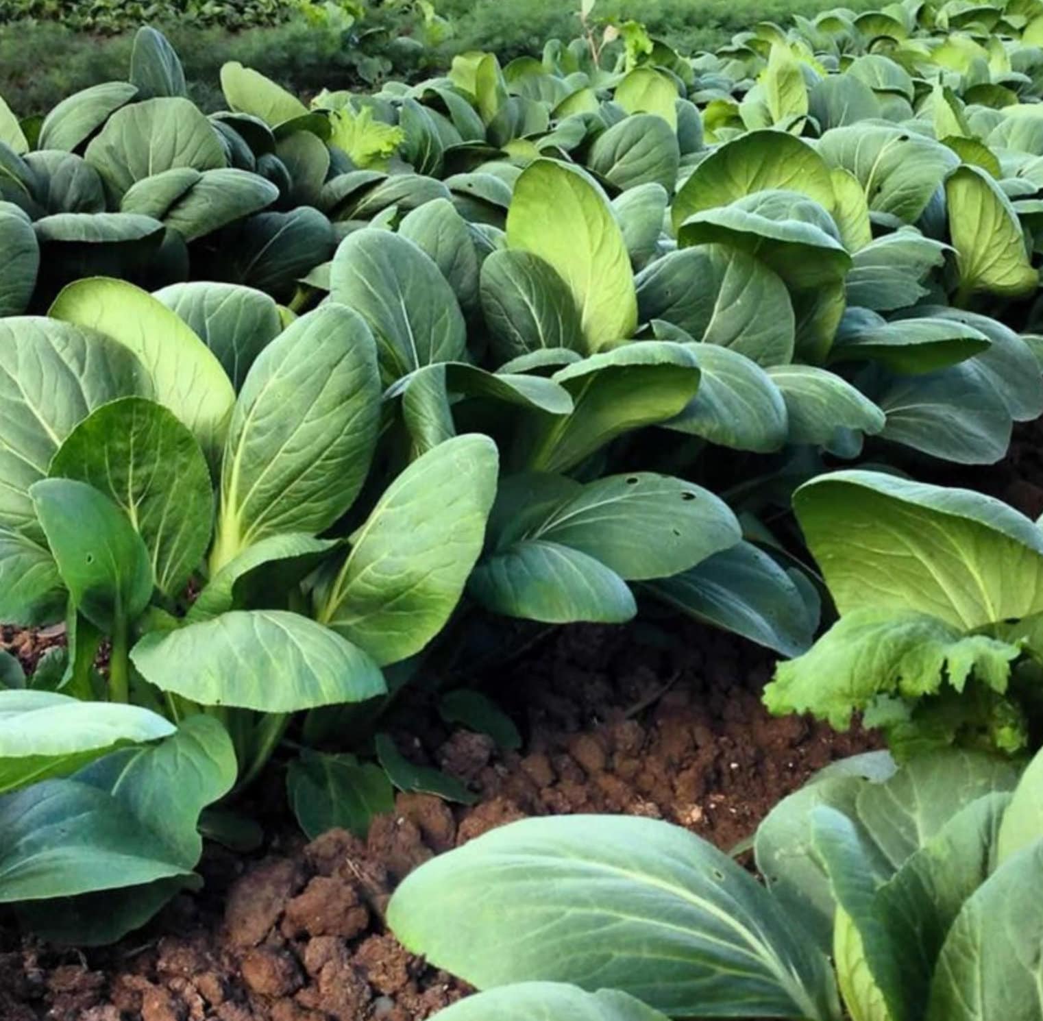 Pak Choi White Stem Seeds 500 Bok Choy Seeds // Heirloom Non - Etsy