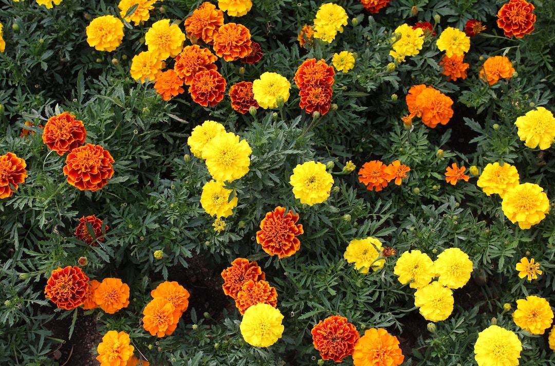 French Marigold Seeds, Petite Mix, Dwarf French Marigolds, 400 Seeds ...