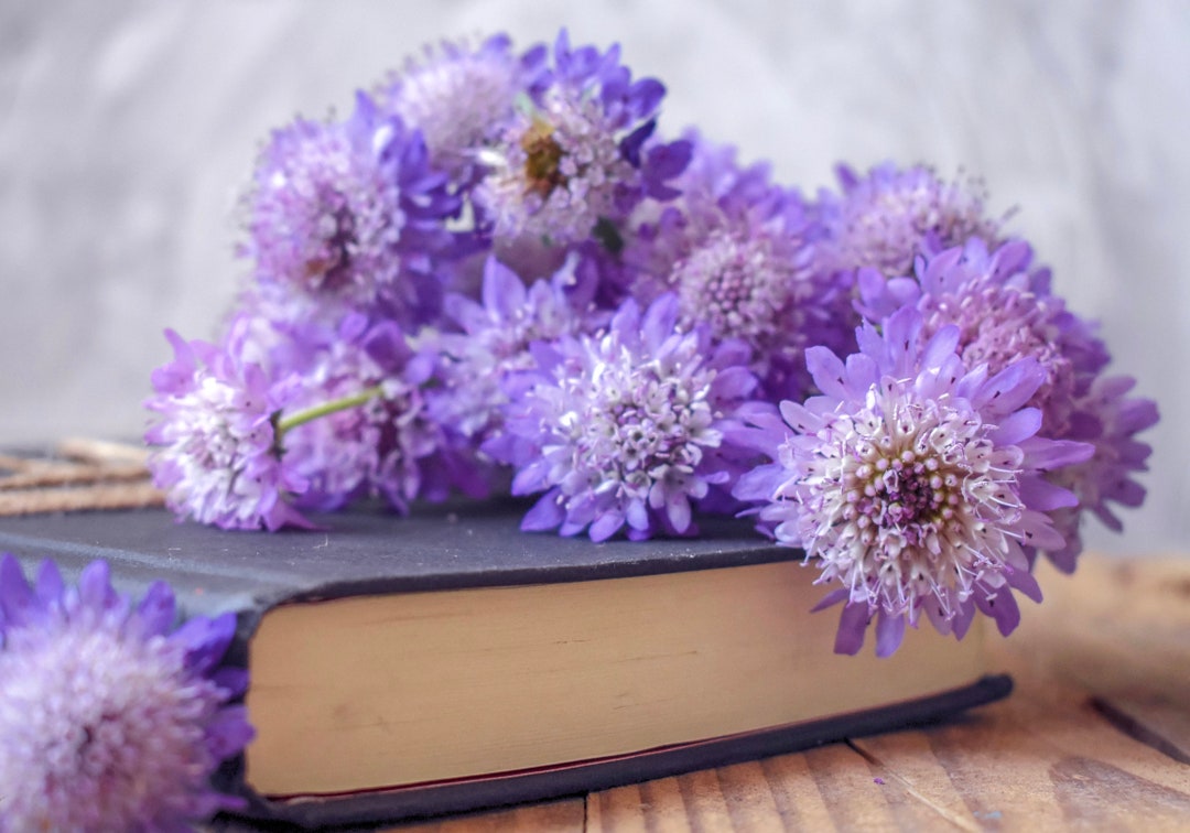 Oxford Blue Scabiosa Seeds, Pincushion Flower, Mourning Bride, 50 Seeds ...
