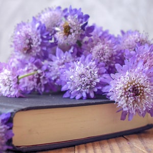 Oxford Blue Scabiosa Seeds Pincushion Flower Mourning Bride - Etsy