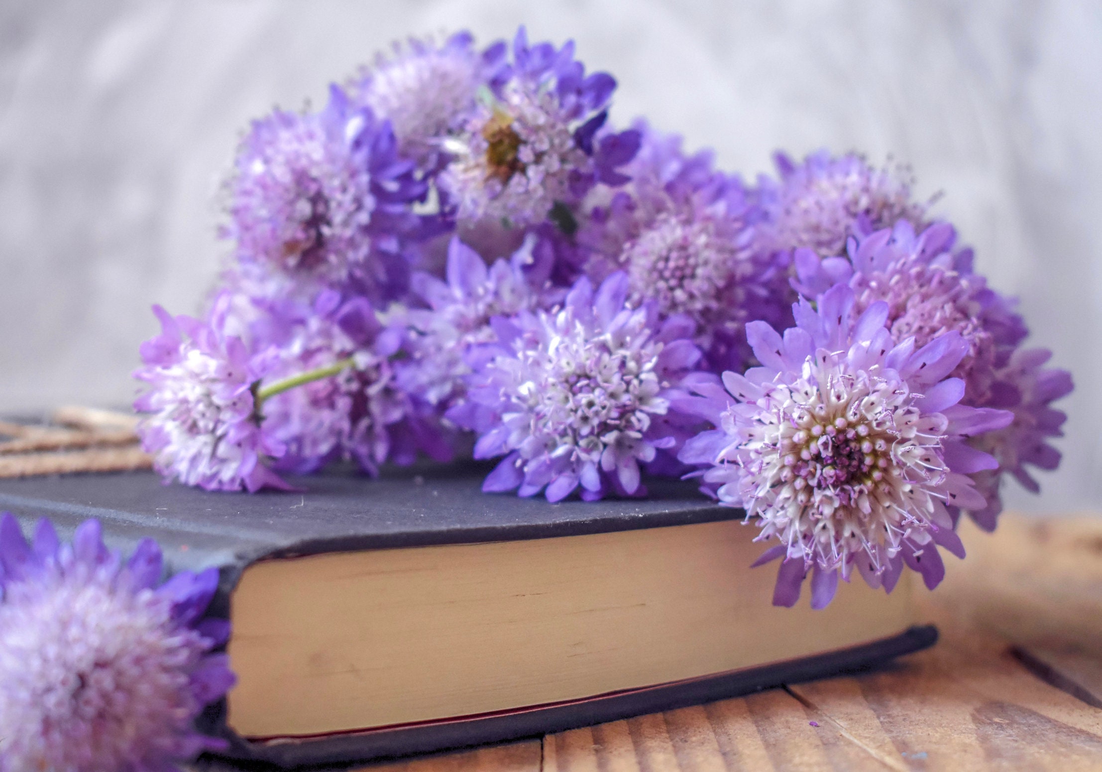 Oxford Blue Scabiosa Seeds Pincushion Flower Mourning Bride - Etsy