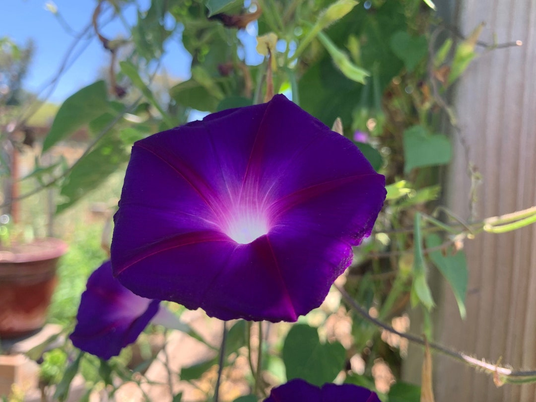 Grandpa Ott Morning Glory Seeds, Deep Purple Morning Glories // Non-gmo ...