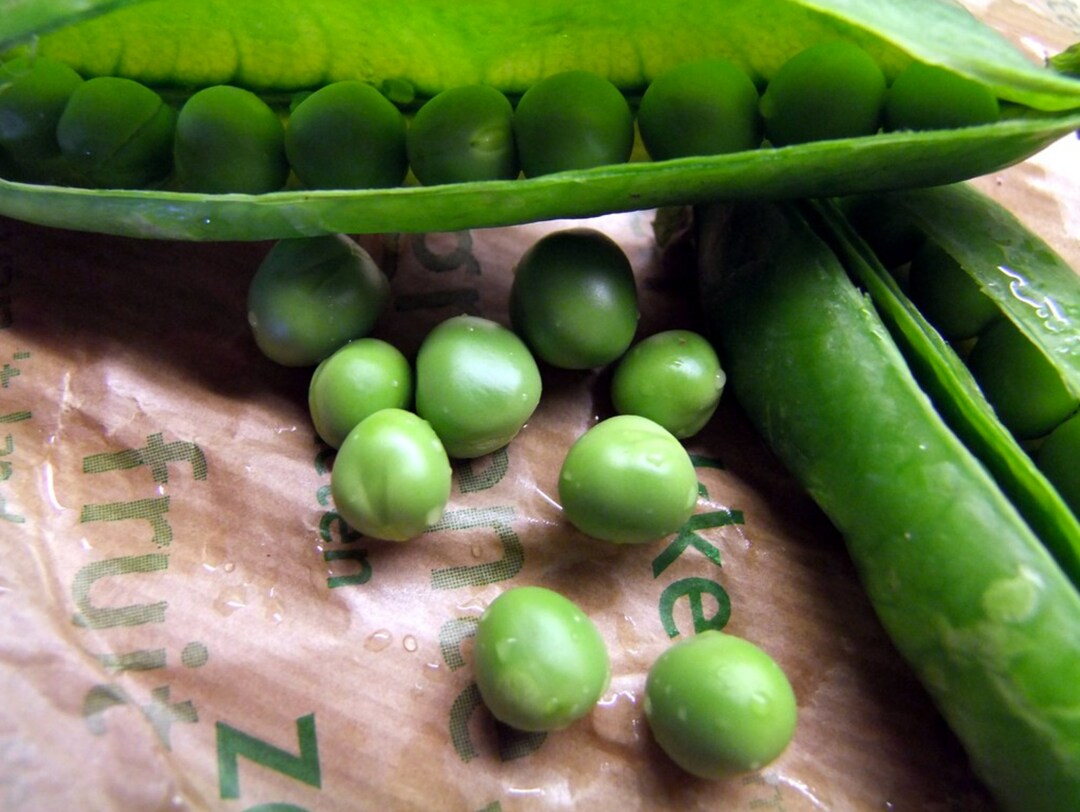 Lincoln Peas, 75 Lincoln Pea Seeds, Vine // Heirloom, Non-gmo, Pisum ...