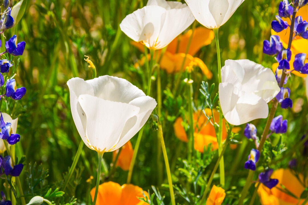 Ivory Castle California Poppy Seeds, White Poppies // Open Pollinated ...