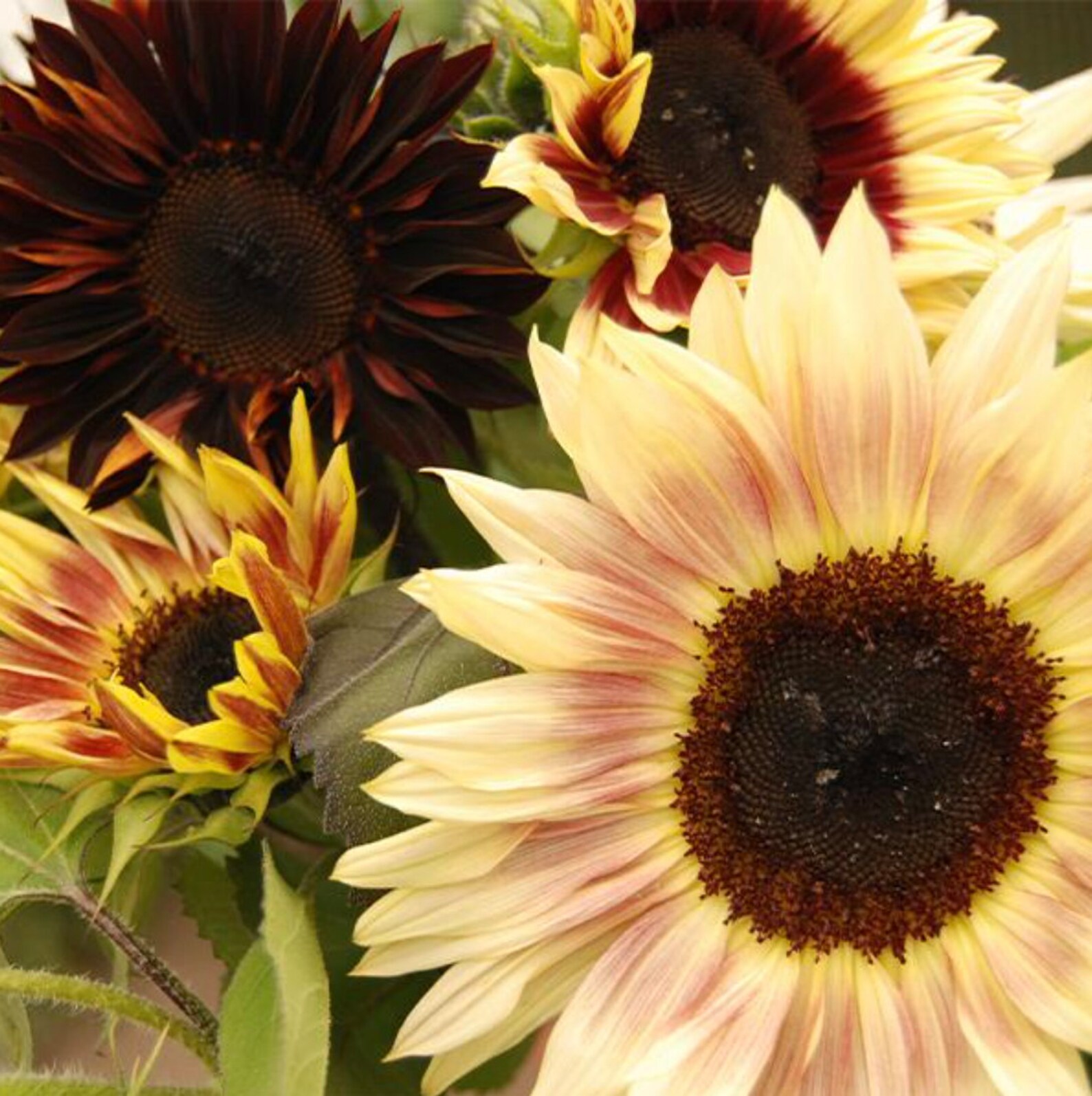 Razzmatazz F1 Sunflower Seeds Blended Bi-color and Solid - Etsy