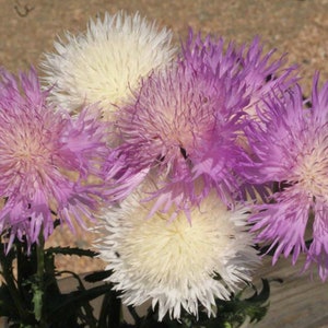 Sweet Sultan Flower Seeds Imperialis Mix Mixed Colors 500 - Etsy