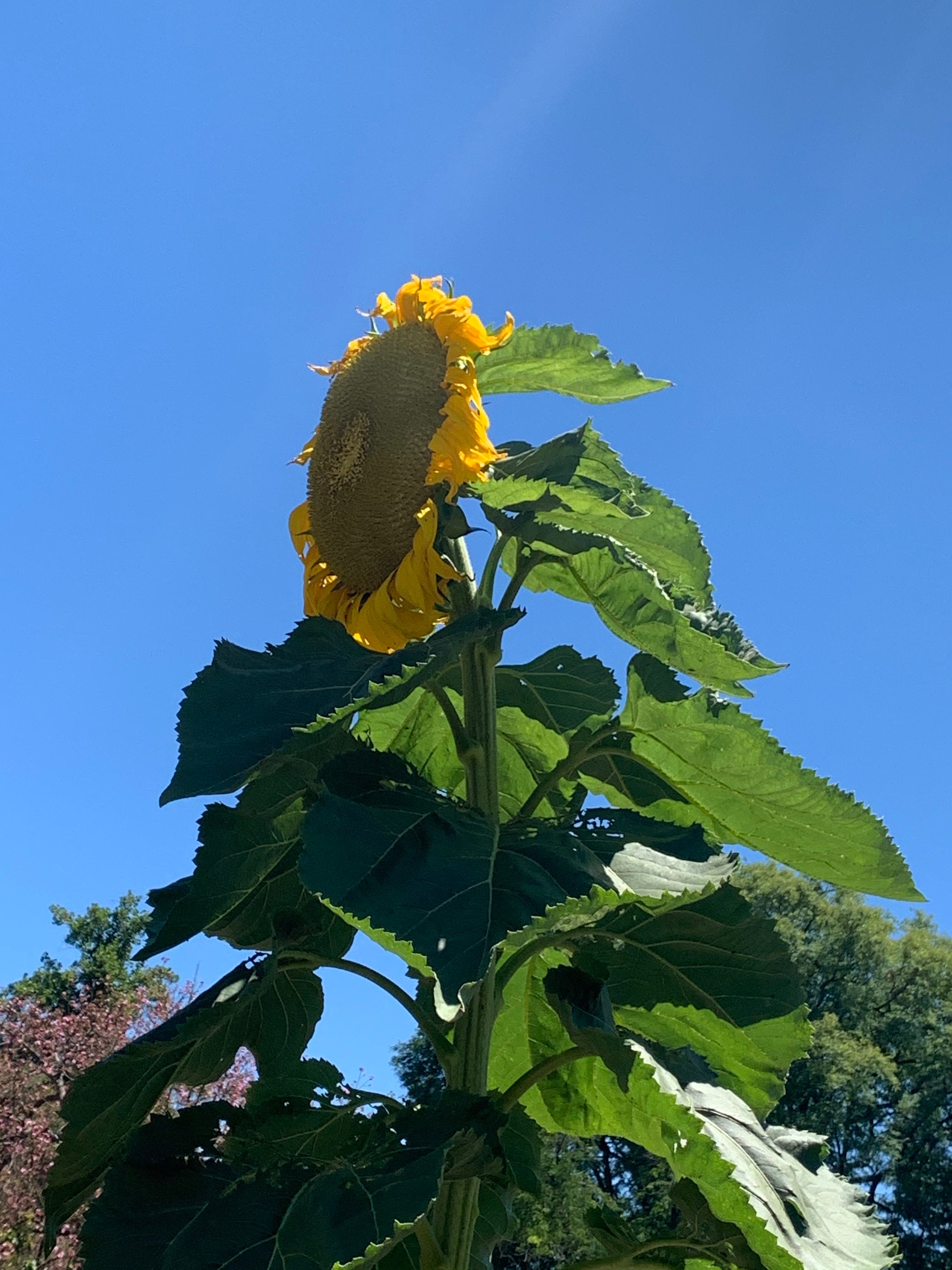 American Giant Hybrid Sunflower Seeds Edible at Alyssa Coode blog