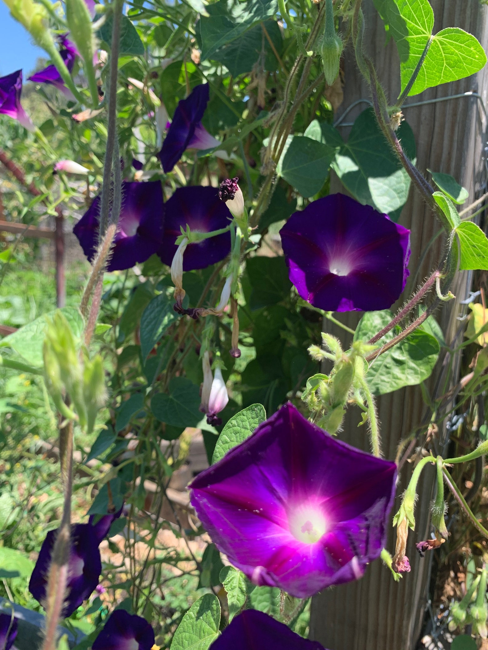 Grandpa Ott Morning Glory Seeds Deep Purple Morning Glories - Etsy