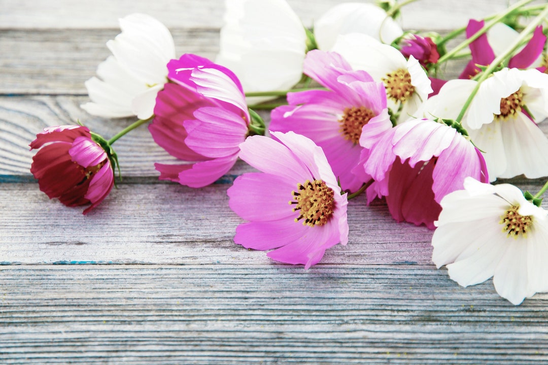 Cosmos Sensation Mix, 200 Count Mixed Tall Flower Seeds - Etsy