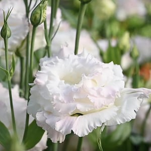 Voyage 2 First Love Lisianthus Seeds, White Blush Eustoma Grandiflorum ...