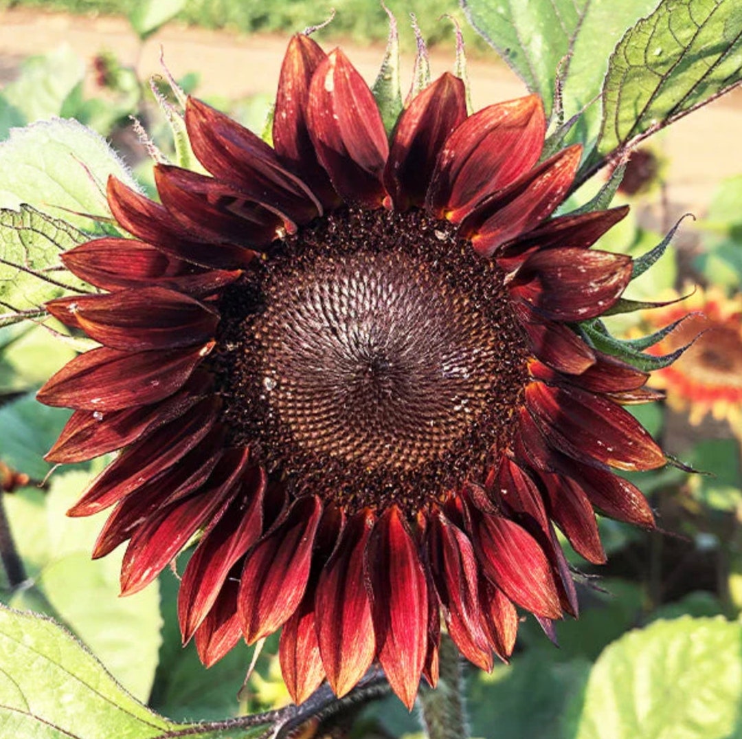 Procut® Red F1 Sunflower Seeds, 25 Count, Single Stem Variety - Etsy