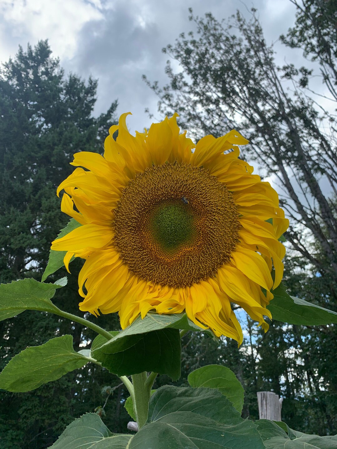 Mammoth Grey Stripe Sunflower Seeds, 25 Count, 12' Tall Single Stem ...