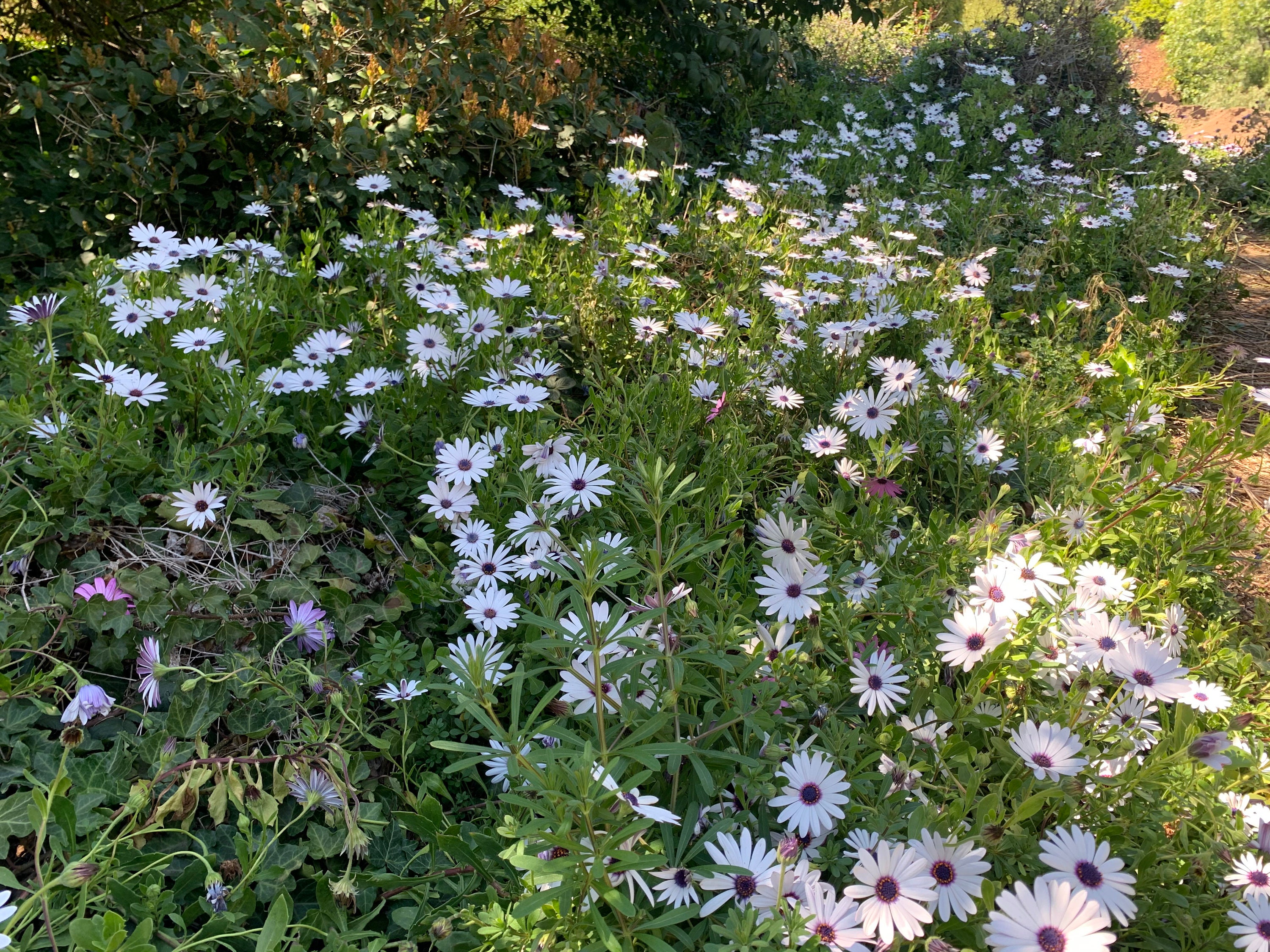 White Cape Daisy Seeds White African Daisies Osteospermum - Etsy