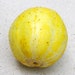 Lemon Cucumber Seeds, Round Yellow Cucumbers // Heirloom, Non-gmo ...