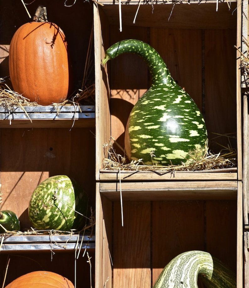 Speckled Swan Gourd Seeds Bottle Gourds Ornamental Gourds - Etsy