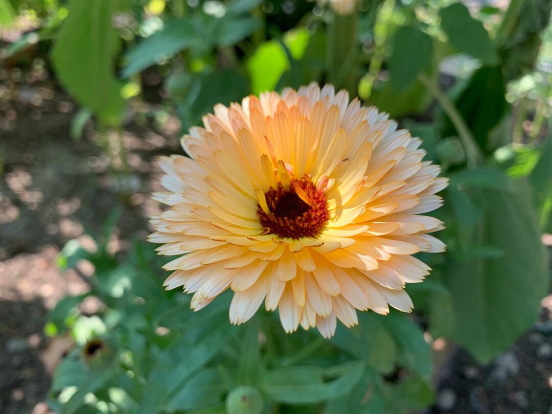 Orange Flash Calendula Seeds, Peachy Copper Toned Double Calendulas ...