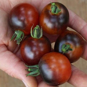 Midnight Snack Cherry Tomato Seeds, AAS Winner, Black and Red Cherry ...