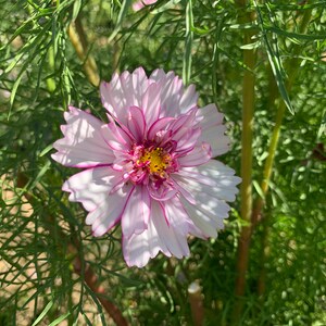 Double Click Bi-color Pink Cosmos Seeds, 25 Count - Etsy