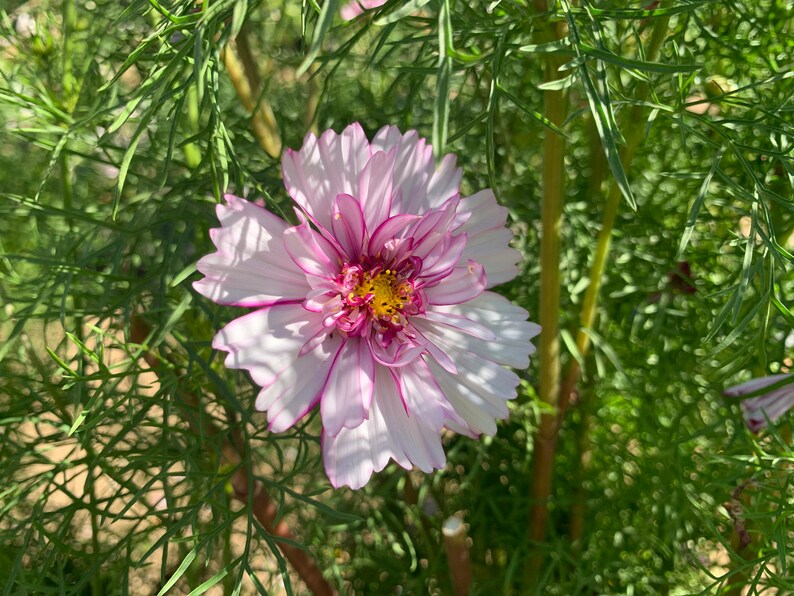 Double Click Bi-color Pink Cosmos Seeds, 25 Count - Etsy
