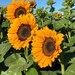 Procut® Bicolor DMR Sunflower Seeds, Single Stem Tall Sunflowers, 25 ...