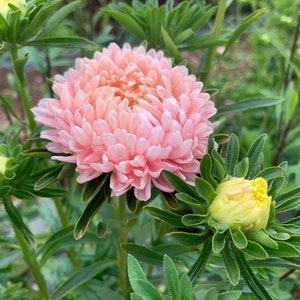 Tower Chamois Peony Aster Seeds, 50 Count Apricot Pastel Pink Flowers ...