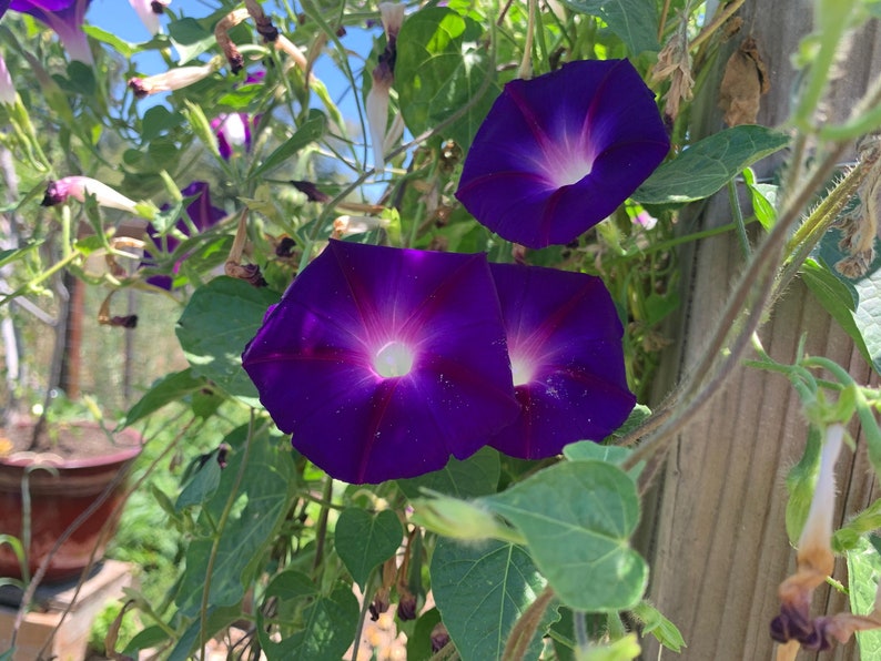 Grandpa Ott Morning Glory Seeds Deep Purple Morning Glories - Etsy