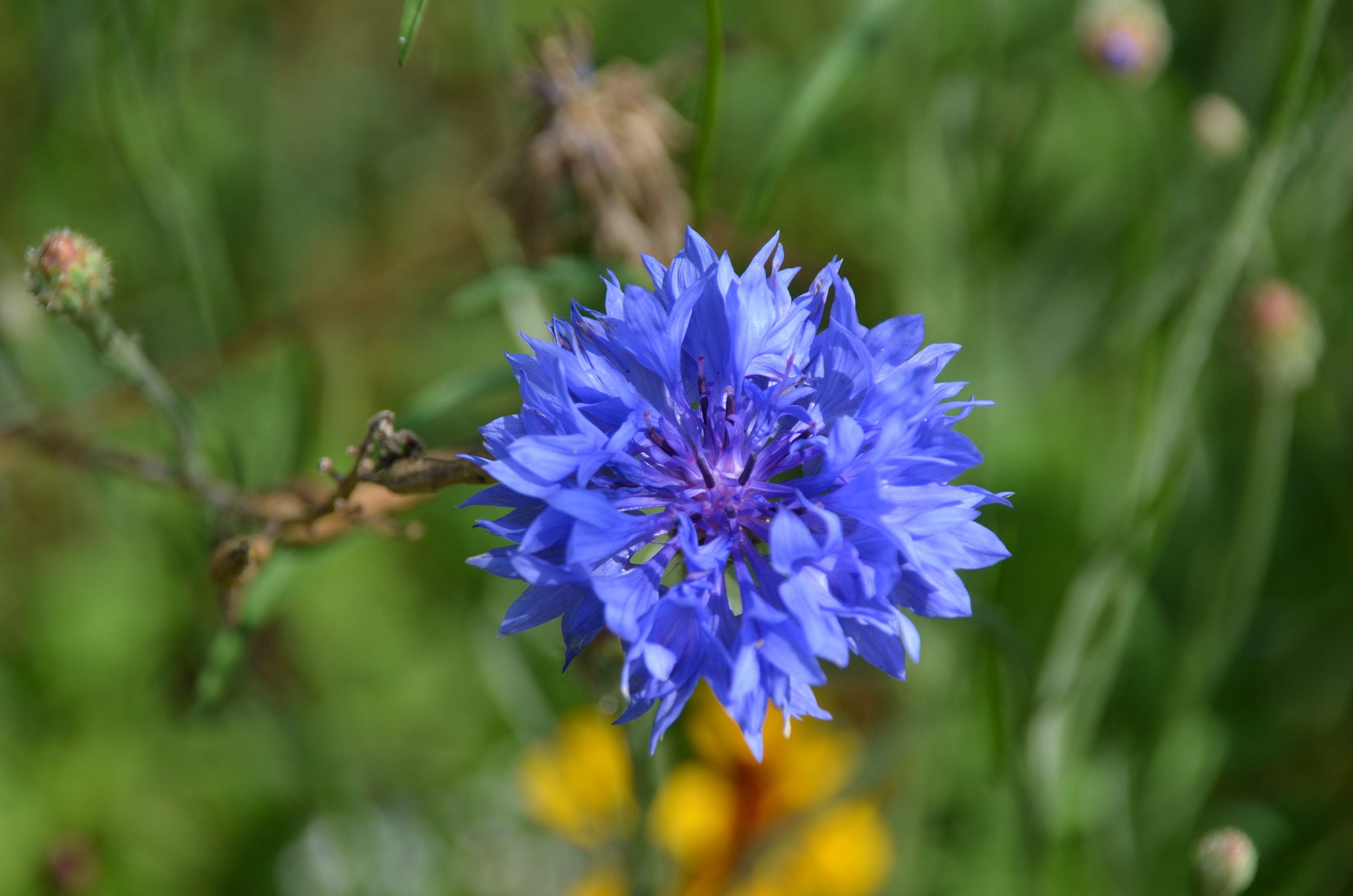 Tall Blue Cornflower Seeds Bachelor Button Seeds 1000 Seeds - Etsy