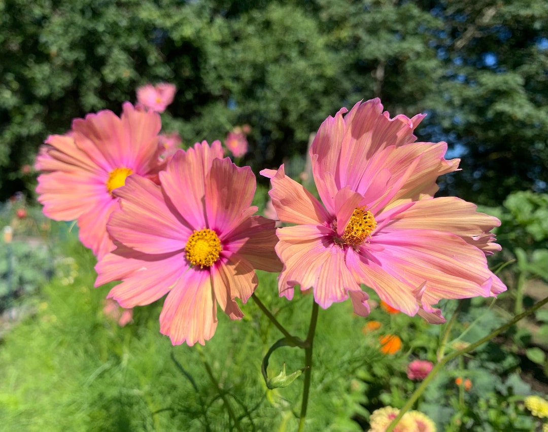 Apricotta Cosmos Seeds, Rose Pink Apricot Tangerine Cosmos Flowers ...