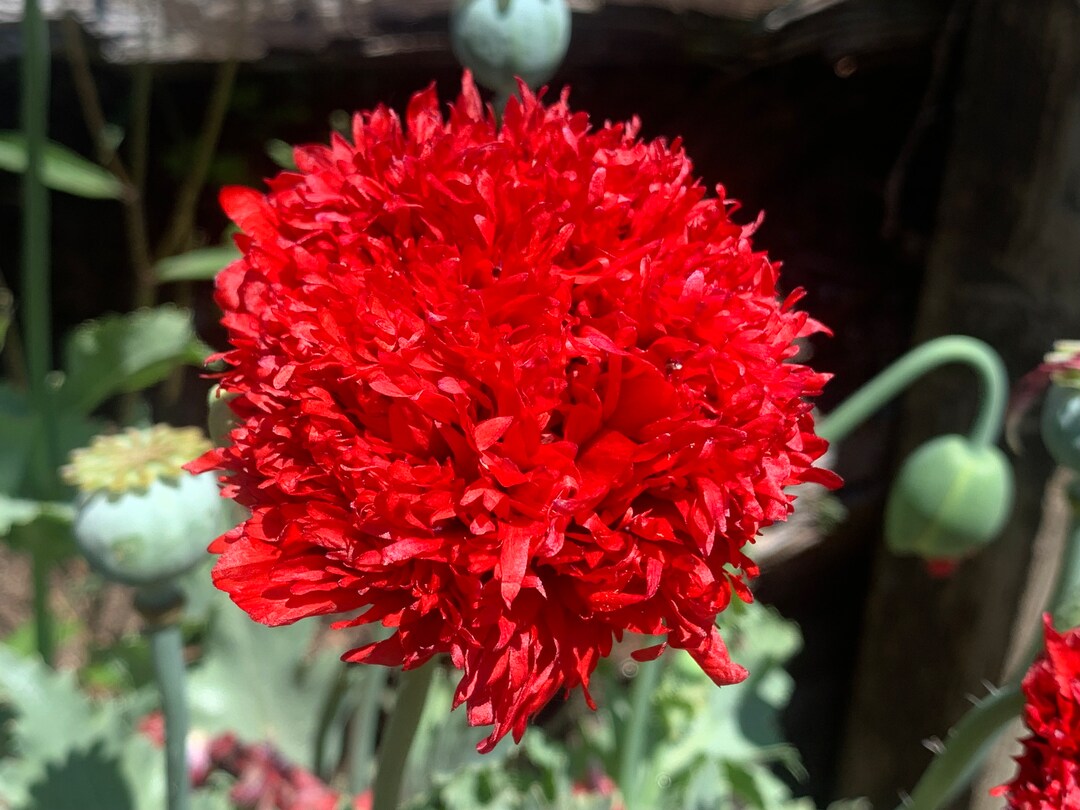 Organic Lucille Peony Poppy Seeds Red Double Poppies Pom-pom - Etsy