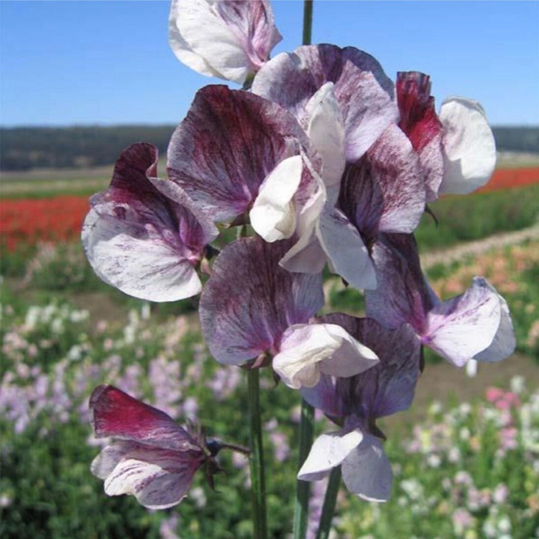Streamers Maroon Sweet Peas, Streaked, Streaked Sweet Pea Flowers ...