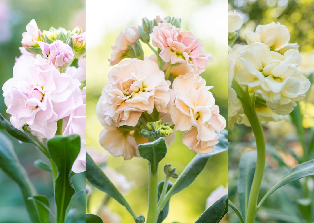 Iron Pastels Mix Stock Flower Seeds, 40 Count - Etsy