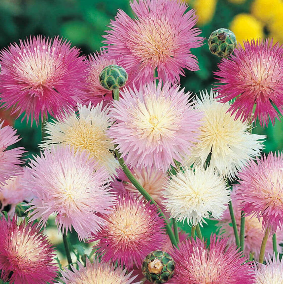 Sweet Sultan Flower Seeds Imperialis Mix Mixed Colors 500 - Etsy