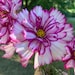 Double Click Bi-color Violet Cosmos Seeds, 25 Count - Etsy