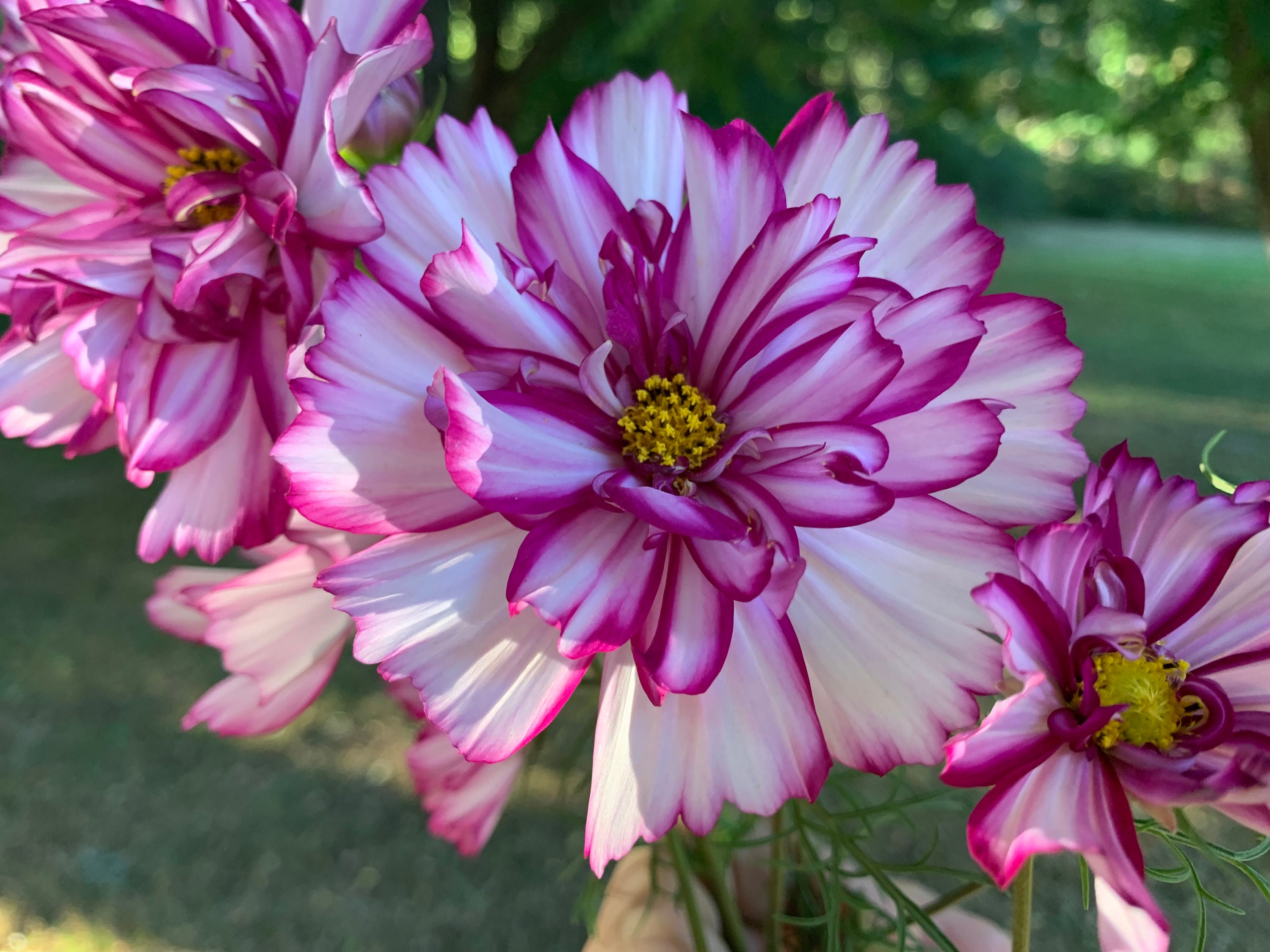 Double Click Bi-color Violet Cosmos Seeds, 25 Count - Etsy