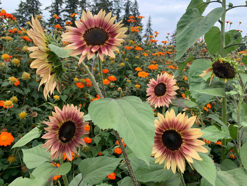 Razzmatazz F1 Sunflower Seeds Blended Bi-color and Solid - Etsy