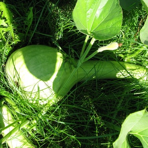 Long Handle Dipper Gourd Seeds // Non-gmo, Lagenaria Siceraria - Etsy