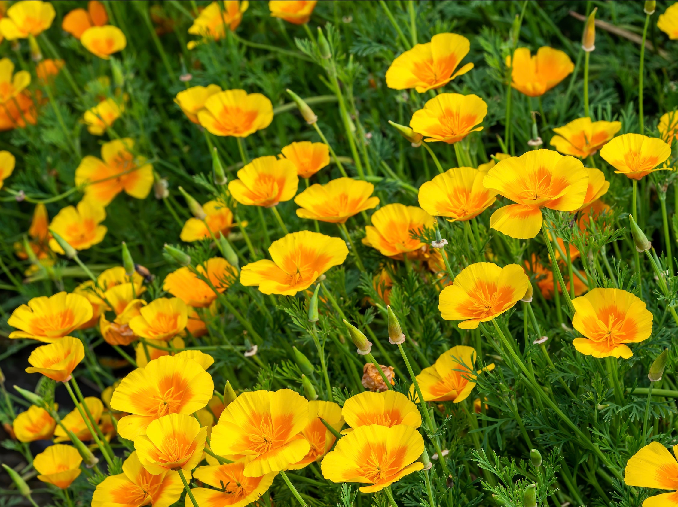 Golden West California Poppy Seeds, Golden Yellow Poppies // Open ...