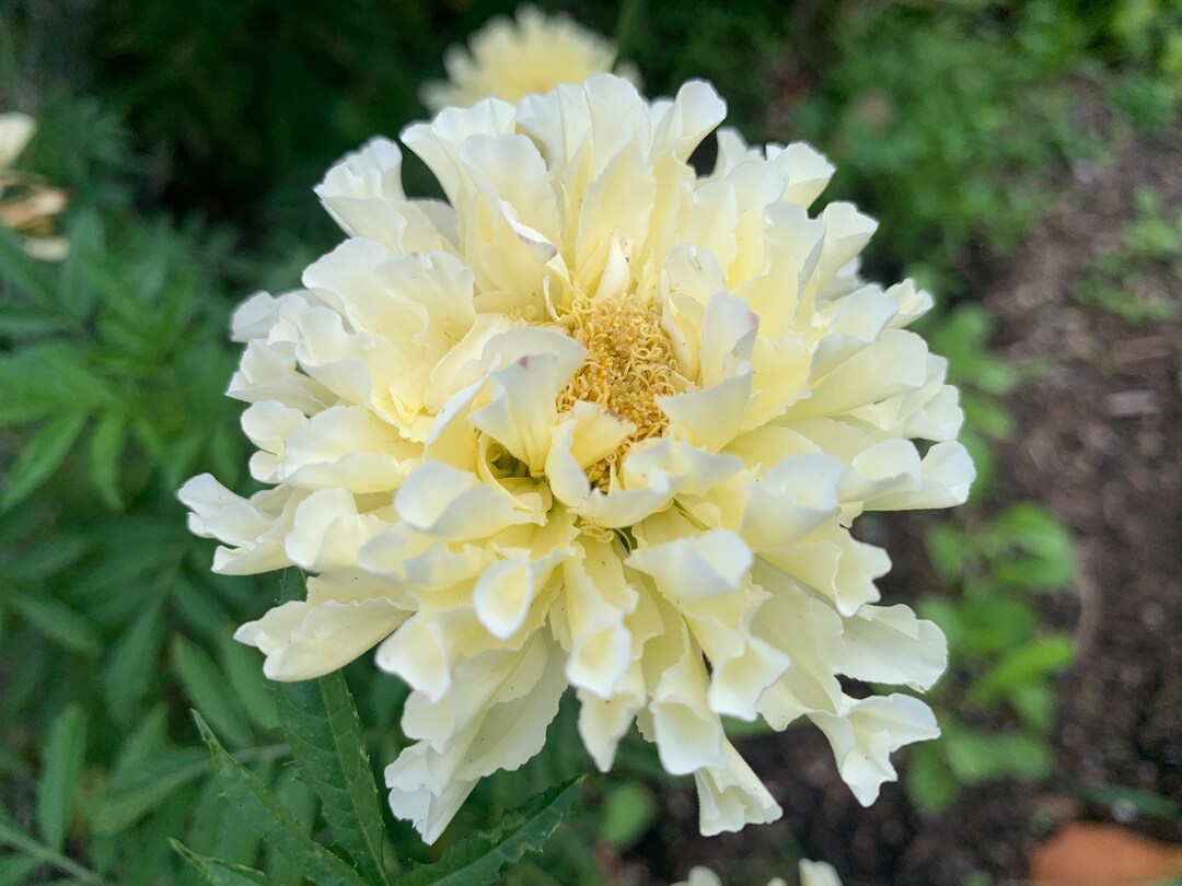 Snowstorm Marigold Seeds, White Marigolds, Sweet Cream Marigold Flower ...