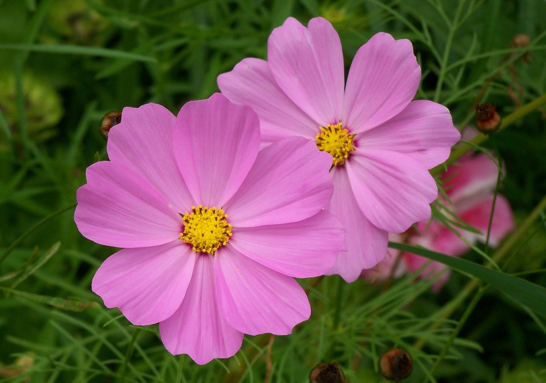 Pinkie Cosmos Seeds, Pink Cosmos Flowers // Open Pollinated, Non-gmo ...