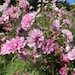 Double Click Bi-color Violet Cosmos Seeds, 25 Count - Etsy