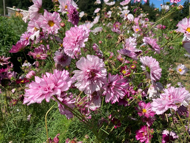 Double Click Bi-color Violet Cosmos Seeds, 25 Count - Etsy