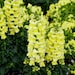 Potomac Yellow F1 Snapdragon Seeds // Open Pollinated, Non-gmo ...